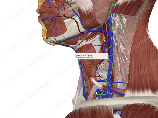 Fascia - an overview | ScienceDirect Topics
