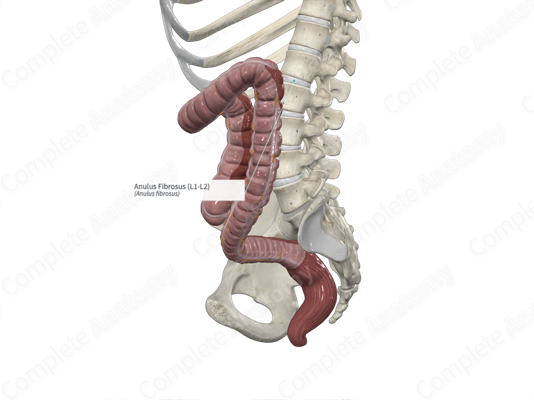 Annulus Fibrosus - an overview | ScienceDirect Topics