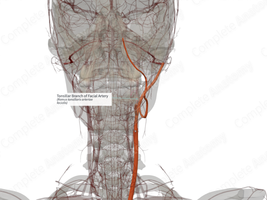 Facial Artery - an overview | ScienceDirect Topics