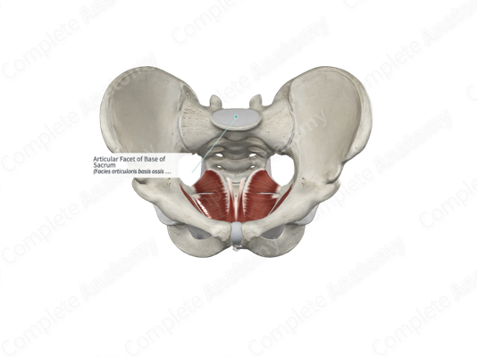 Sacrum - an overview | ScienceDirect Topics Sacrum - an overview | ScienceDirect Topics