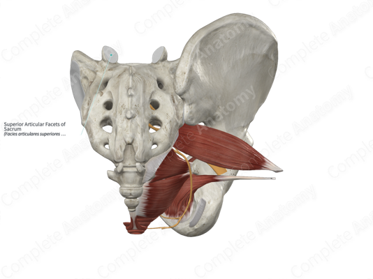 Sacrum - an overview | ScienceDirect Topics Sacrum - an overview | ScienceDirect Topics