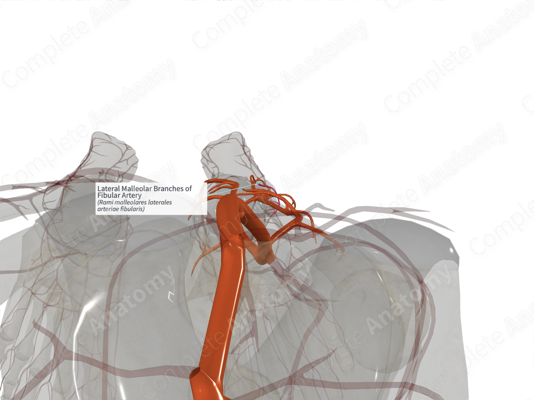 Fibular Artery - an overview | ScienceDirect Topics