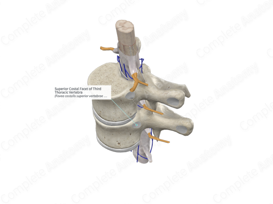 Thoracic Vertebra - an overview | ScienceDirect Topics