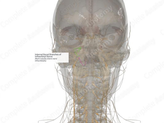 Infraorbital Nerve - an overview | ScienceDirect Topics