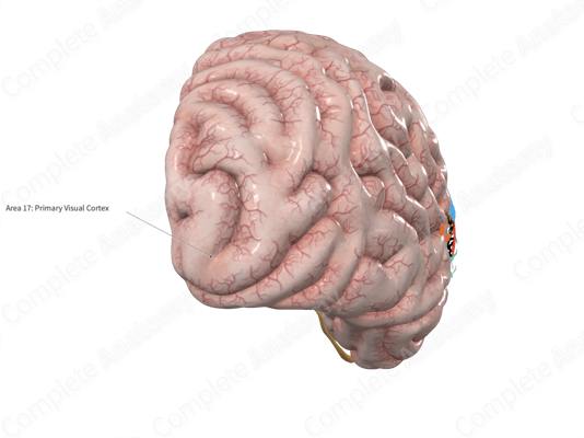 Occipital Lobe - an overview | ScienceDirect Topics
