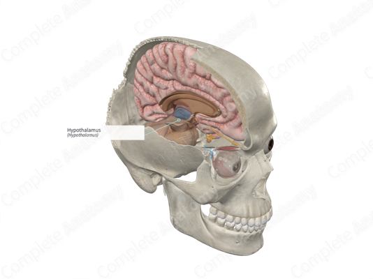 Hypothalamus - an overview | ScienceDirect Topics
