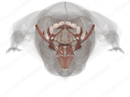 Neck Muscle - an overview | ScienceDirect Topics