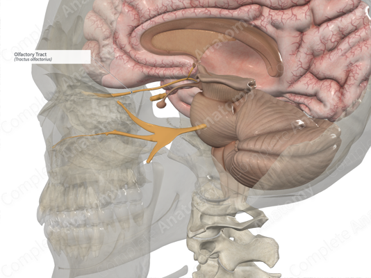 Olfactory Tract - an overview | ScienceDirect Topics