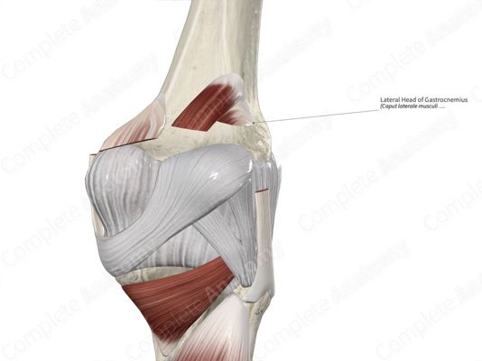 Gastrocnemius - an overview | ScienceDirect Topics