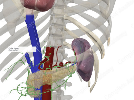 Celiac Lymph Nodes - an overview | ScienceDirect Topics