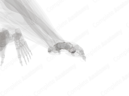 Carpometacarpal Joint - an overview | ScienceDirect Topics