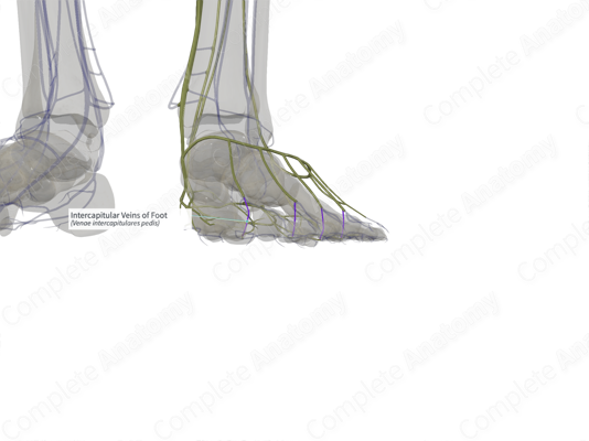 Dorsal Venous Arch of the Foot - an overview | ScienceDirect Topics
