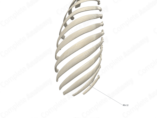 Rib Cage - an overview | ScienceDirect Topics