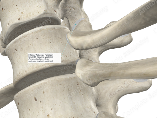 Seventh Cervical Vertebra - an overview | ScienceDirect Topics