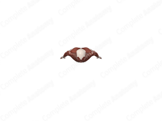 Neuromuscular System - an overview | ScienceDirect Topics