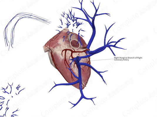 Right Coronary Artery - an overview | ScienceDirect Topics