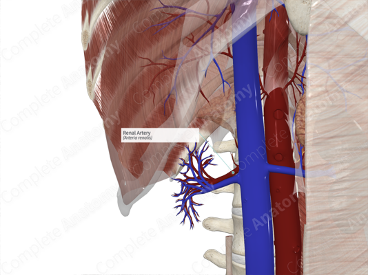 Renal Artery - an overview | ScienceDirect Topics