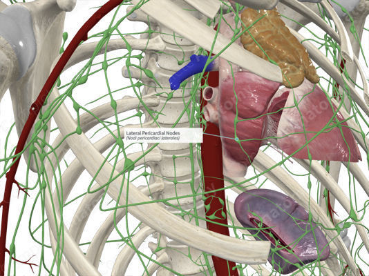 Thoracic Lymph Nodes - an overview | ScienceDirect Topics