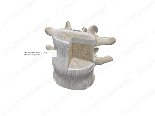Nucleus Pulposus - an overview | ScienceDirect Topics