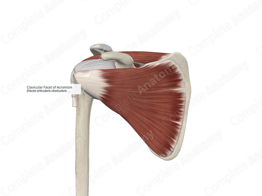 Acromion - an overview | ScienceDirect Topics