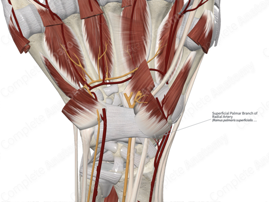 Radial Artery Gross Anatomy Nursing Medical GROSS ANATOMY OF THE