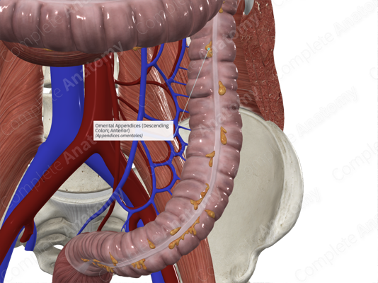 Epiploic Appendix - an overview | ScienceDirect Topics