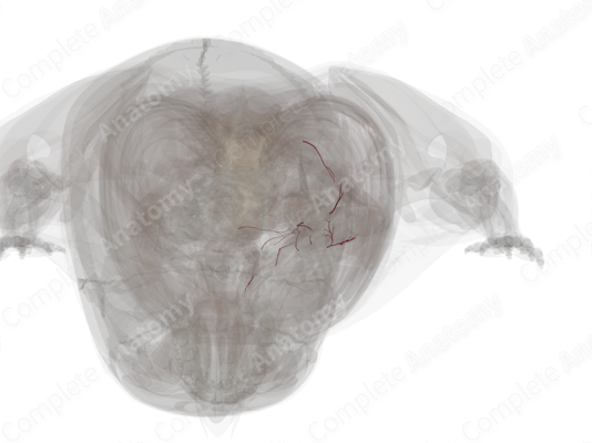 Ear Artery - an overview | ScienceDirect Topics