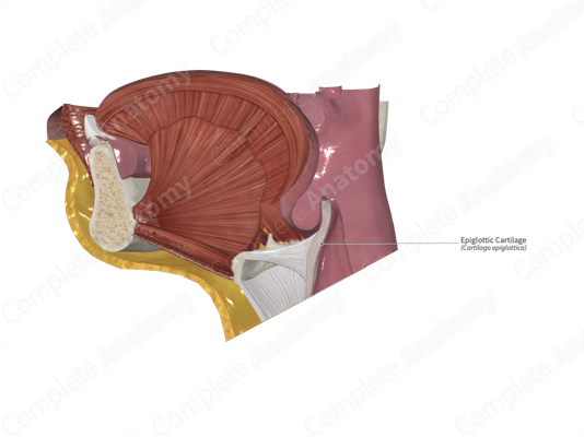 Epiglottis - an overview | ScienceDirect Topics
