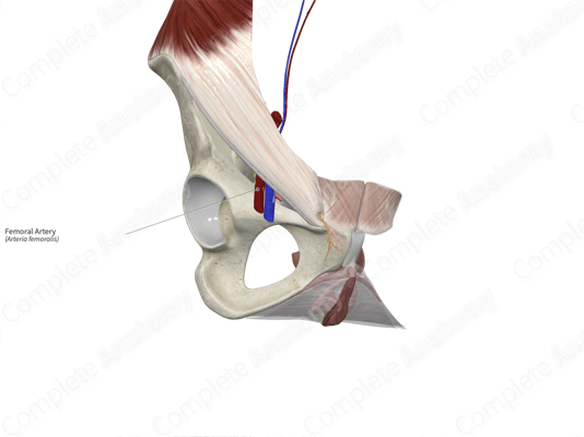 Femoral Artery - an overview | ScienceDirect Topics