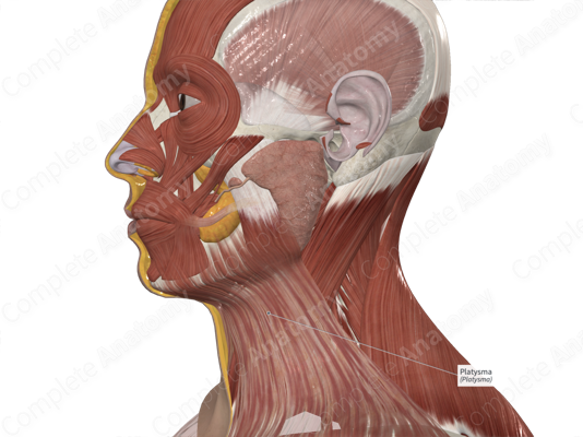 Platysma Muscle - an overview | ScienceDirect Topics