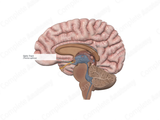 Optic Tract - an overview | ScienceDirect Topics