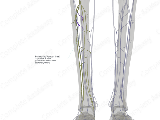 Small Saphenous Vein - an overview | ScienceDirect Topics
