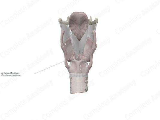 Arytenoid Cartilage - an overview | ScienceDirect Topics