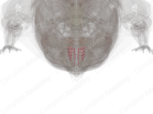 Ethmoid Sinus - an overview | ScienceDirect Topics