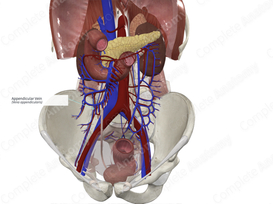 Vermiform Appendix Histology Vermiform Appendix An Overview