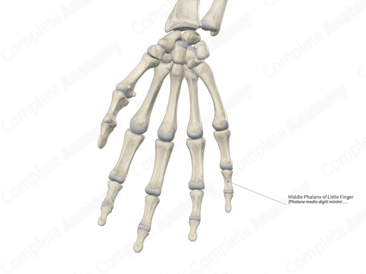 Middle Phalanx - an overview | ScienceDirect Topics