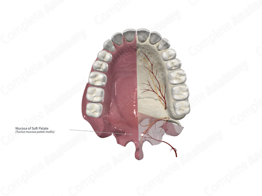 Soft Palate - an overview | ScienceDirect Topics