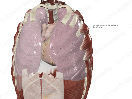 Visceral Pleura Image Pleura And Mediastinum: Anatomy, Function,