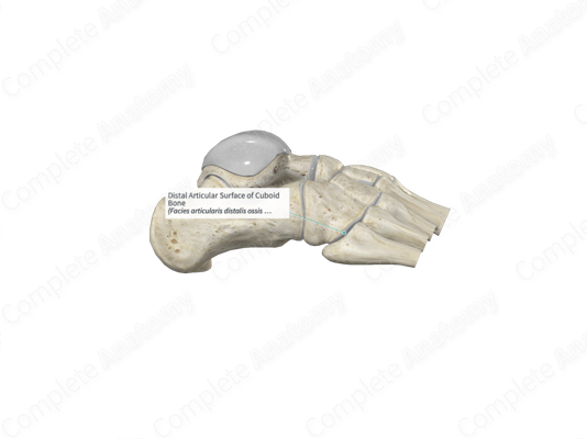 Cuboid Bone - an overview | ScienceDirect Topics