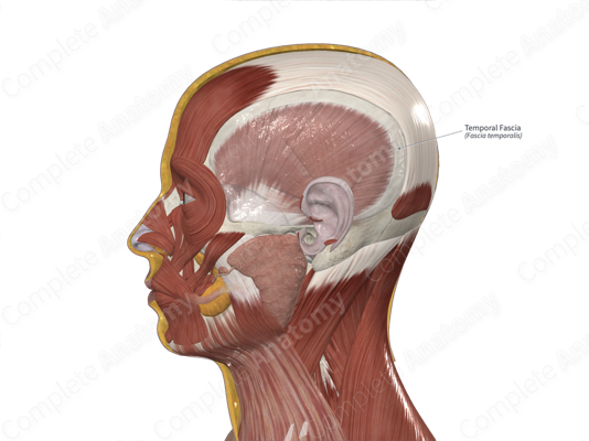 Temporal Fascia Trilayer Temporalis Fascia Interposition Graft: A
