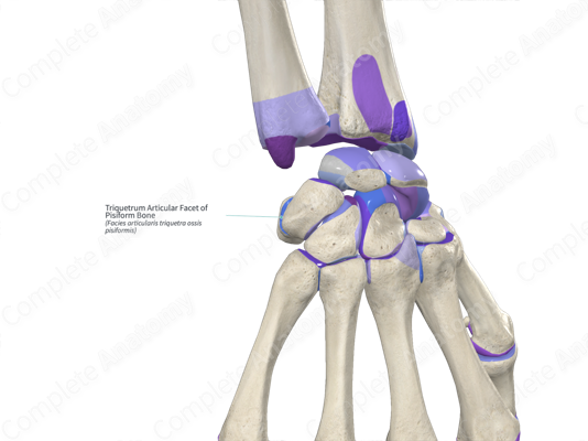 Pisiform Bone - an overview | ScienceDirect Topics