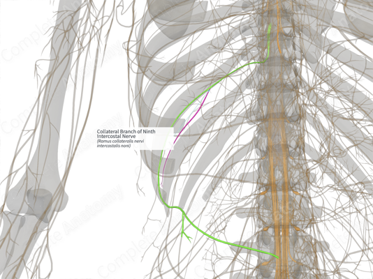 Intercostal Nerve - an overview | ScienceDirect Topics
