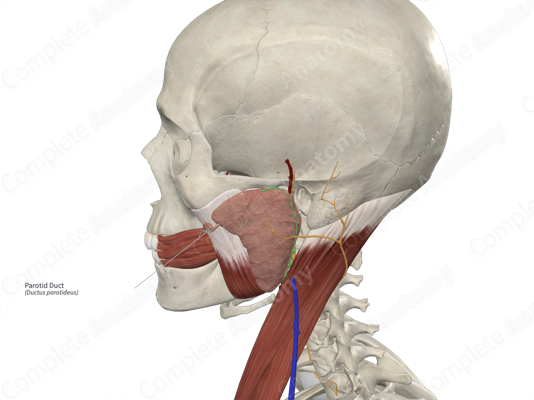 Parotid Duct - an overview | ScienceDirect Topics