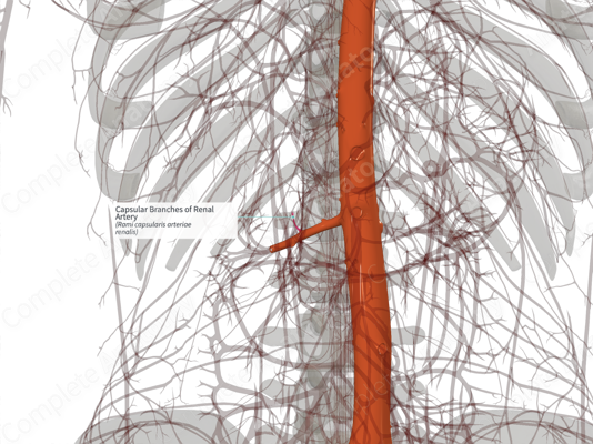 Renal Artery - an overview | ScienceDirect Topics