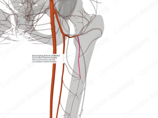 Femoral Artery - an overview | ScienceDirect Topics