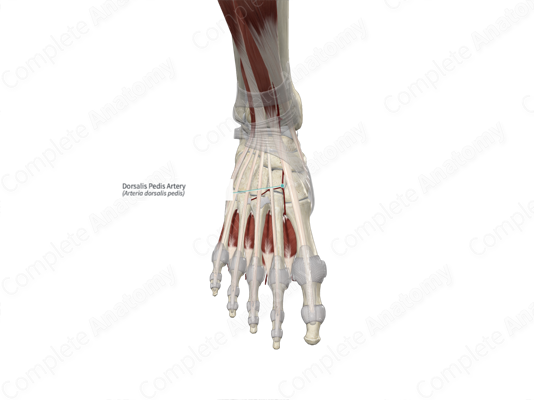 Dorsalis Pedis Artery - an overview | ScienceDirect Topics