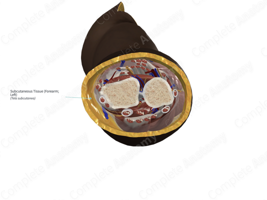 Subcutaneous Tissue - an overview | ScienceDirect Topics