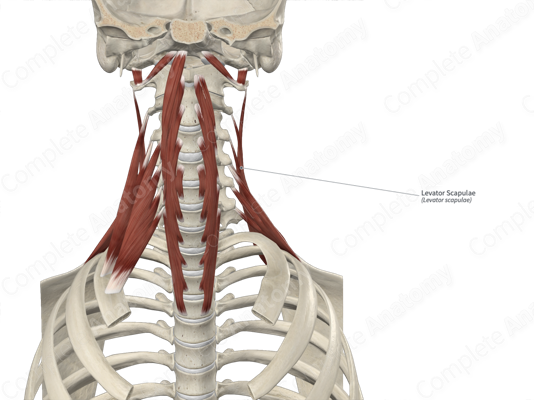 Levator Scapulae Muscle - an overview | ScienceDirect Topics