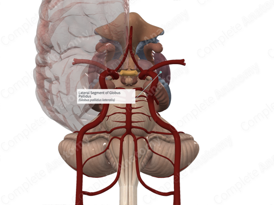 Globus pallidus - an overview | ScienceDirect Topics