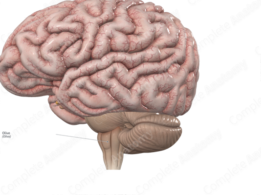 Olivary Nucleus - an overview | ScienceDirect Topics